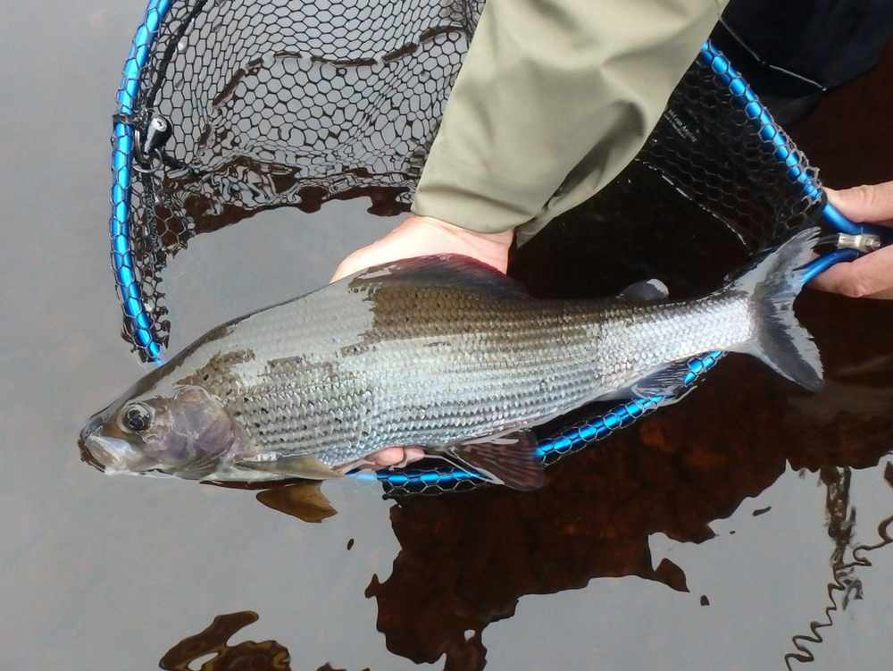 Get Ready For Grayling!