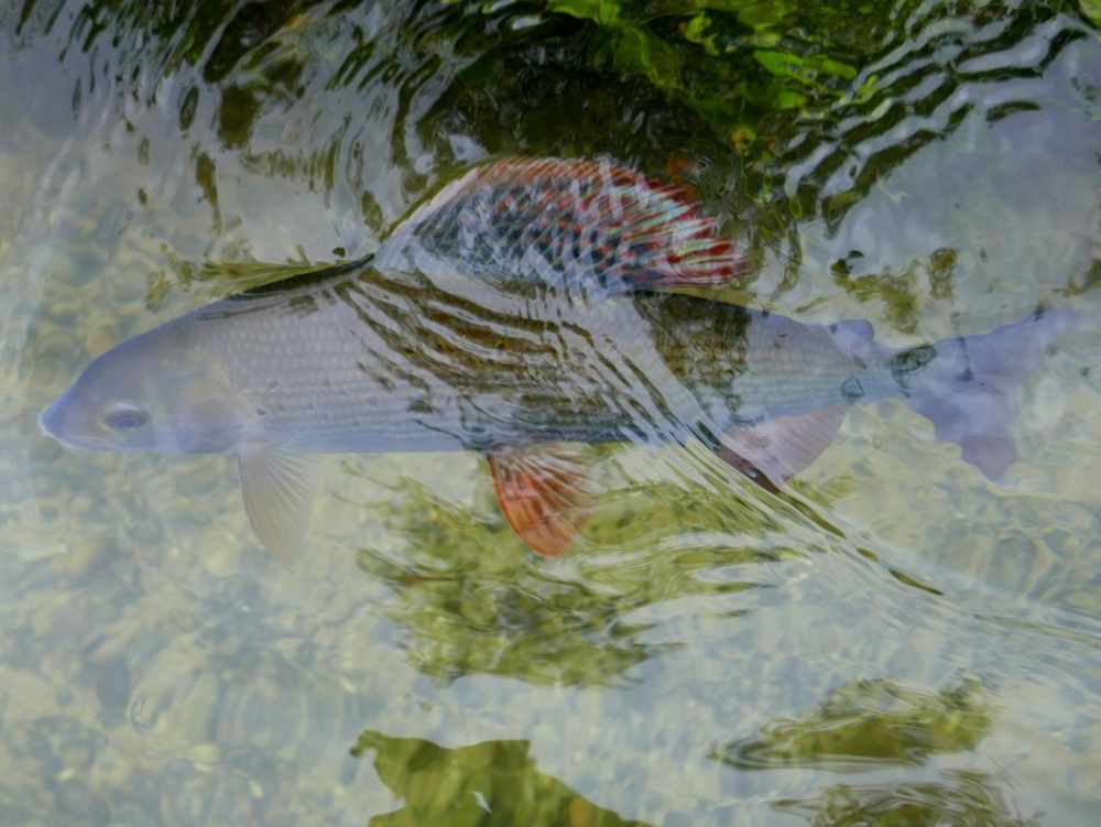 Get Ready For Grayling!
