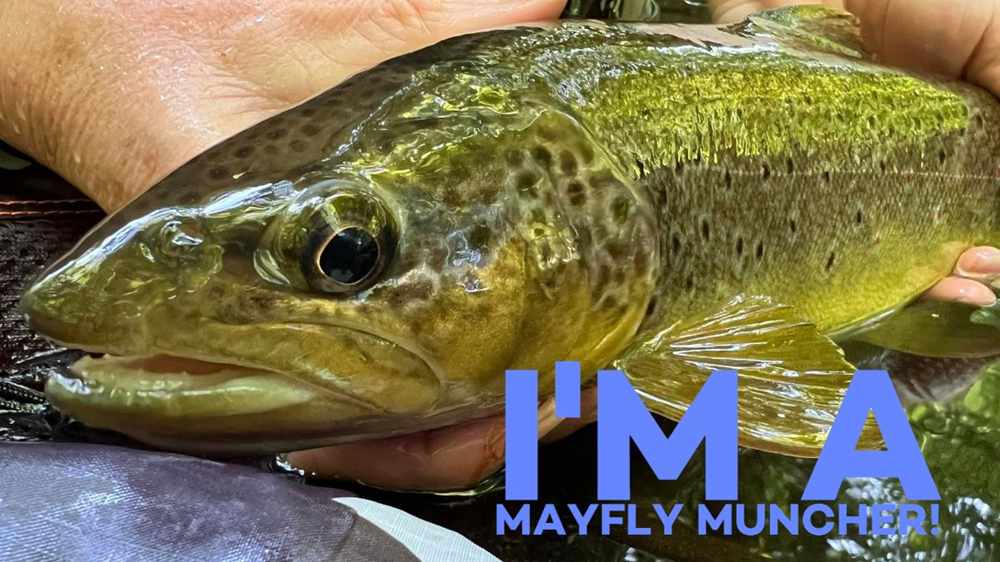 Mayfly Fishing Tips
