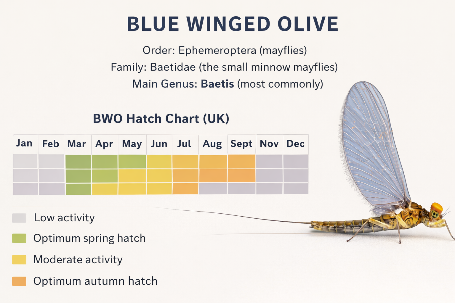Beginners Guide To The Blue Winged Olive, Hatches, Life Cycle ...