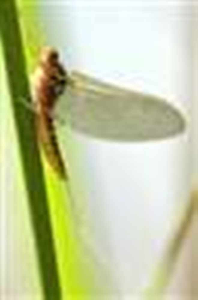 2 month Hatch Charts August to September