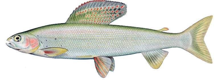 Grayling Flies For Sale | Proven UK Nymphs, Bugs & Dry Fly Patterns