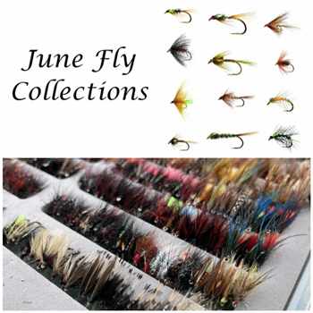 Fly Collections