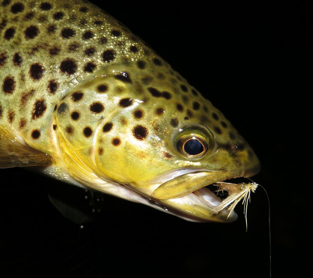 We can fly fish for species other than trout, salmon & grayling... find ...