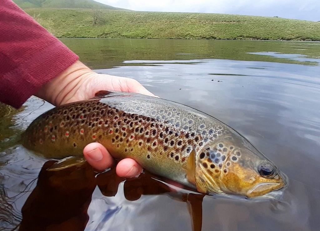 Hooray For Heather Flies