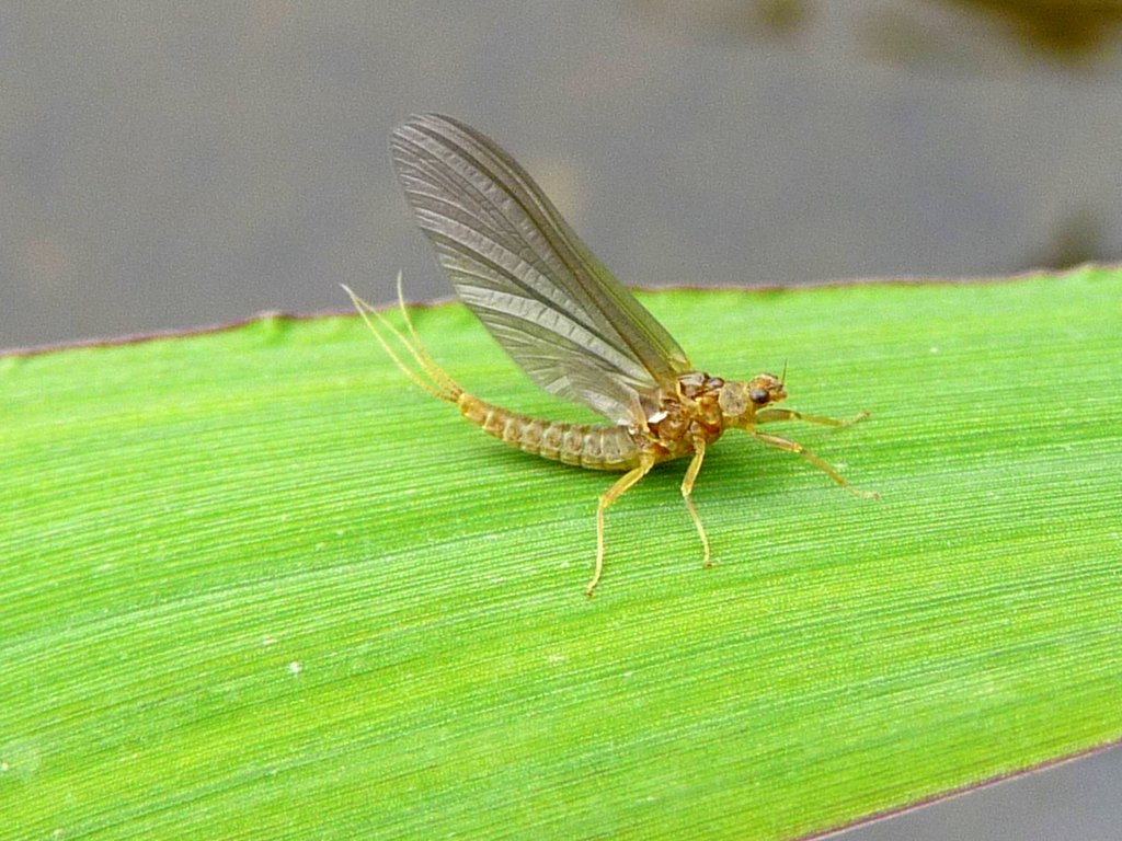 Mayfly Patterns Stunning At Duffers Fortnight