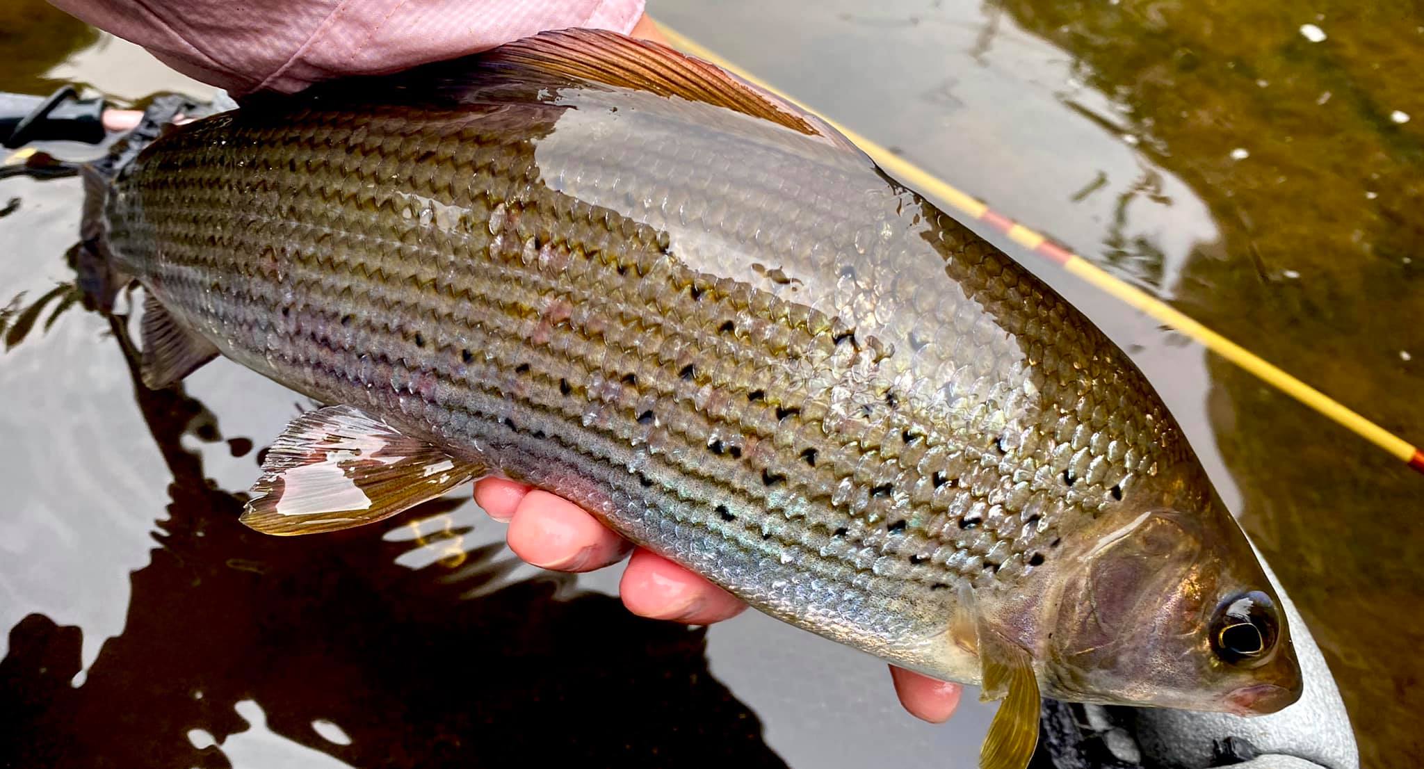 The Essential Fly Fishing & Fly Tying Store|Fly Fishing Store