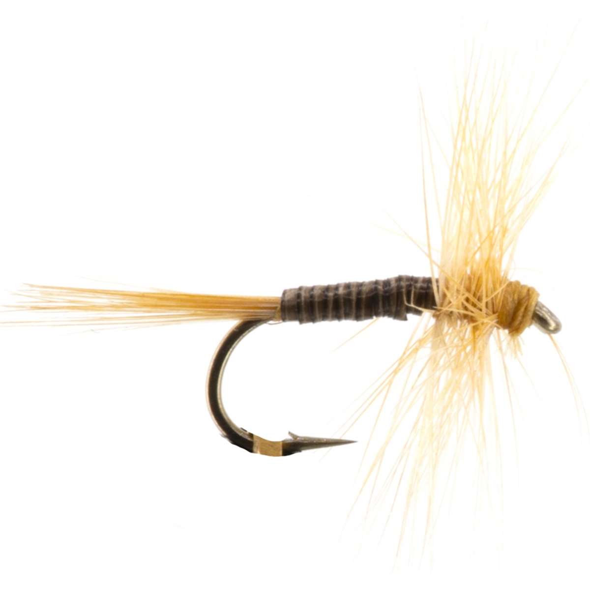 Ginger Quill Fly at Jessie Blaise blog