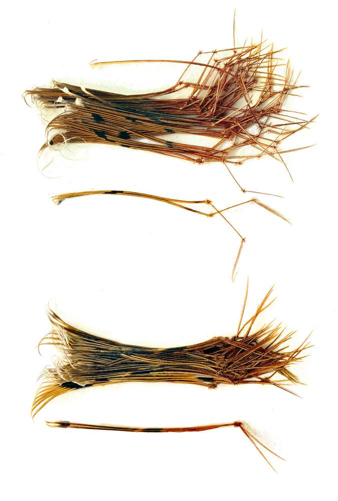 Veniard Cock Pheasant Hopper Legs for from The Essential Fly