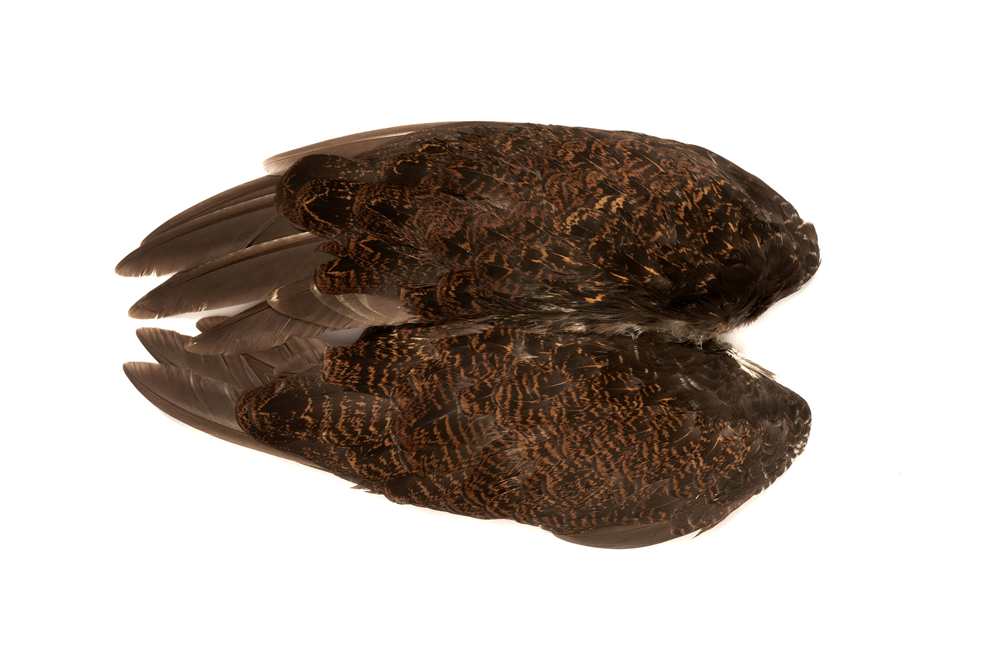 Veniard Grouse Whole Wings for Fly Tying from The Essential Fly