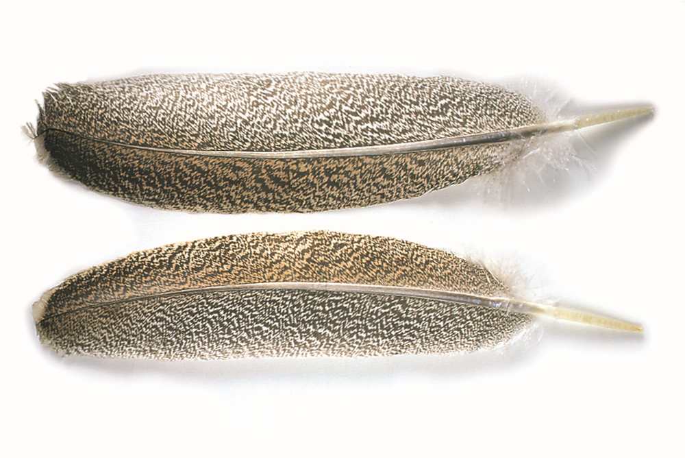 Veniard Turkey Oak Mottled Wing Quill for Fly Tying