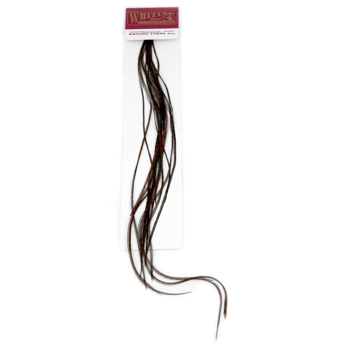 Whiting 100's Saddle Hackle Pack Size 18 Grizzly dyed Coachman Brown