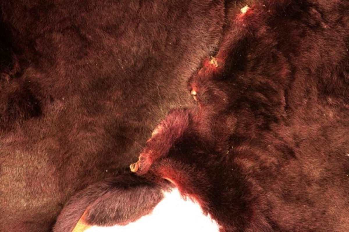 Maveric Mole Skin Dyed & Tanned Claret Fly Tying Materials